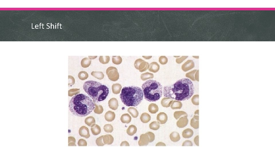 White Blood Cells Part 1 Neutrophils M Regalia