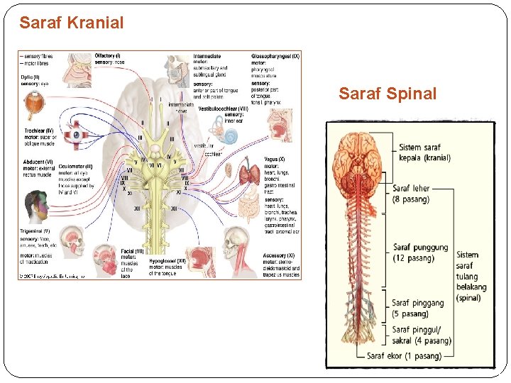 SISTEM SARAF MANUSIA 1 Sistem Saraf Pusat 2