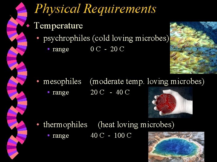 Microbial World and You What did the male