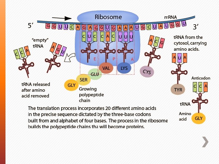 Protein Synthesis formation of proteins Info for protein