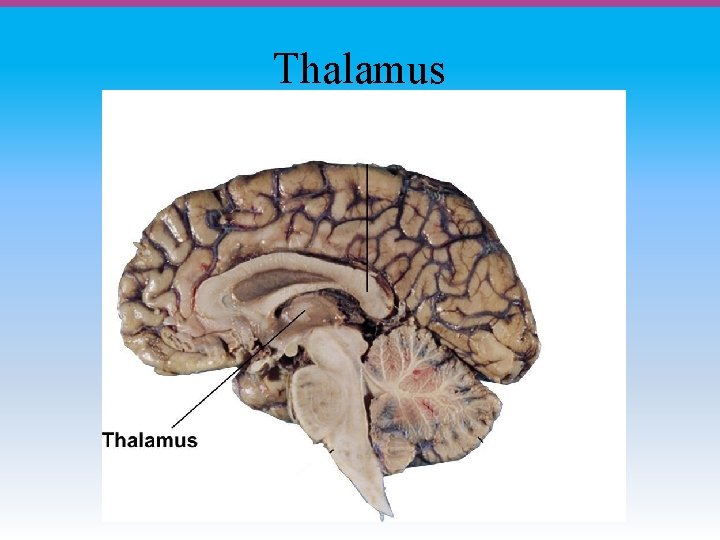 Biological Bases of Behavior The Brain Module Overview
