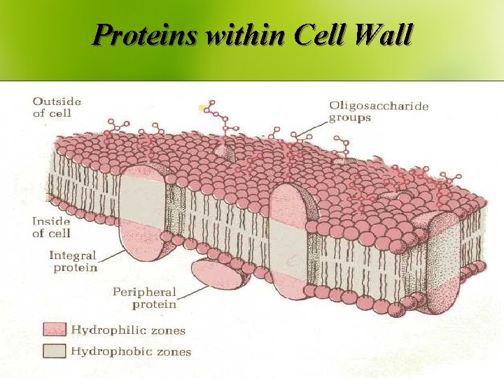 Principles of Food Science and Nutrition PROTEIN PART