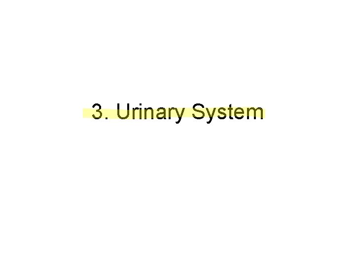 Gotta Go The Urinary system The urinary system
