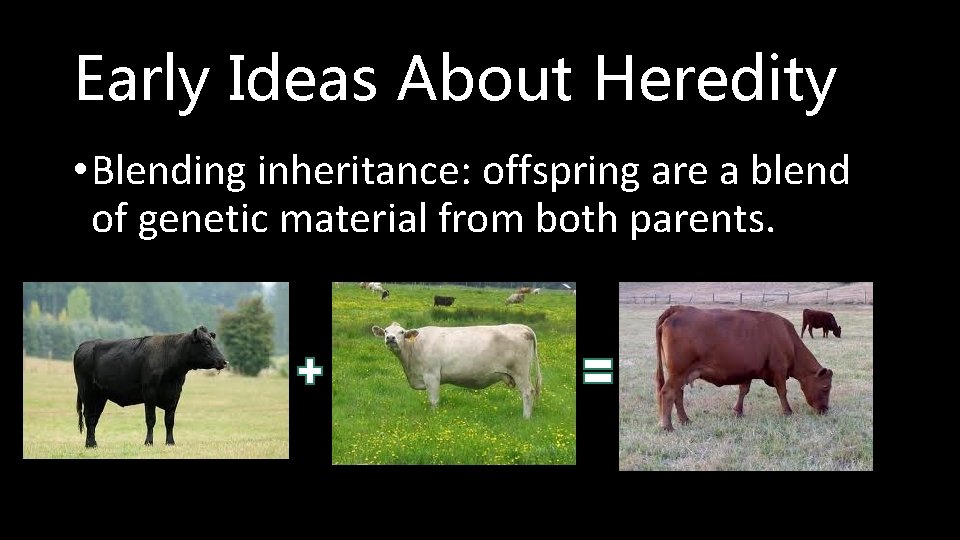 Phenotype and Genotype Early Ideas About Heredity Heredity
