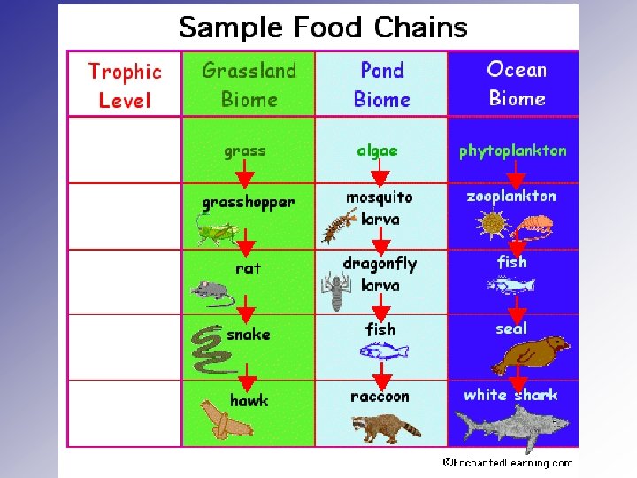 Energy Flow Through an Ecosystem Food Chains Food