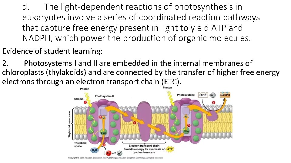 Chapter 7 Photosynthesis Chapter 8 Cellular Respiration Segment