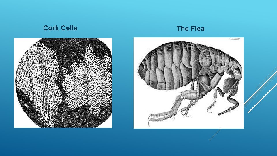 WELCOME TO THE WORLD OF BACTERIA Ms Early