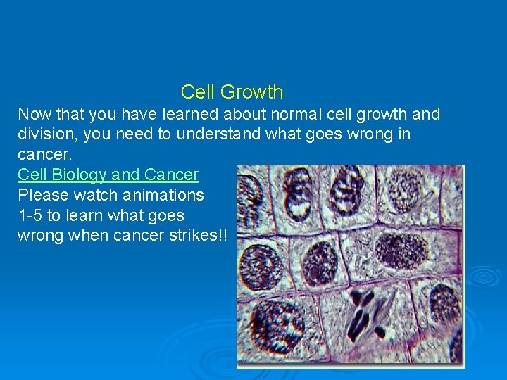 Investigation of the Cell Cycle Introduction Background Task