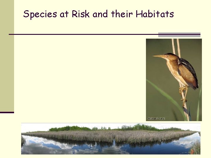 Species at Risk and their Habitats Biodiversity n