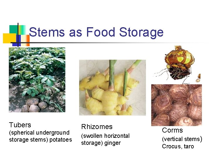 PLANT STRUCTURES Roots Stems Leaves Flowers Fruit and