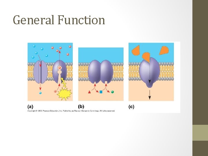 Membrane Structure and Transport Section 3 2 Chapter