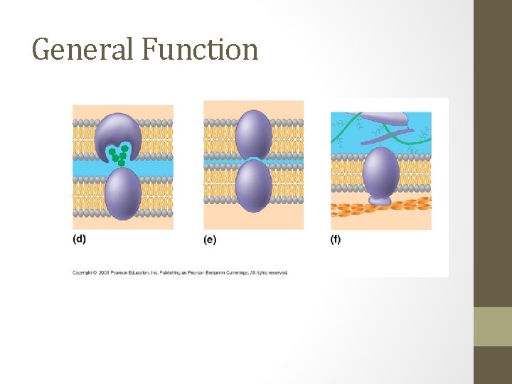 Membrane Structure and Transport Section 3 2 Chapter