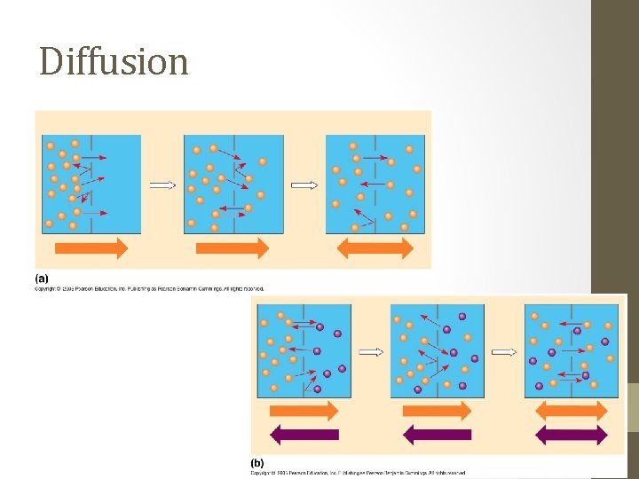 Membrane Structure and Transport Section 3 2 Chapter