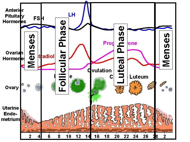 Human Reproduction Animal Science 434 John Parrish Puberty