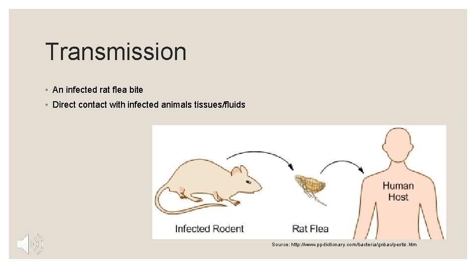 BUBONIC PLAGUE By Ashley Konich Agenda Scientific name