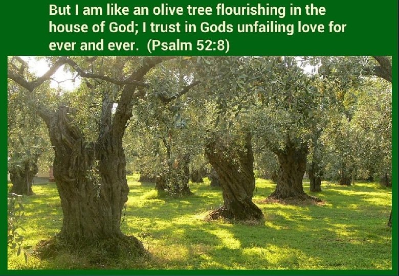 How Do We Respond to Evil PSALM 52
