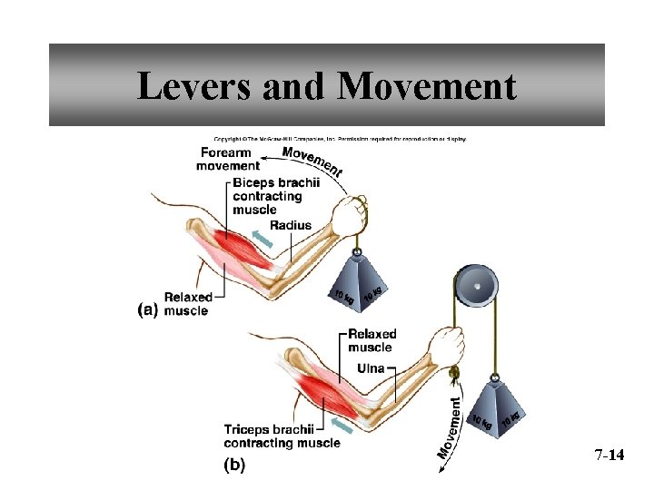Chapter 7 Skeletal System Bone Classification Long Bones