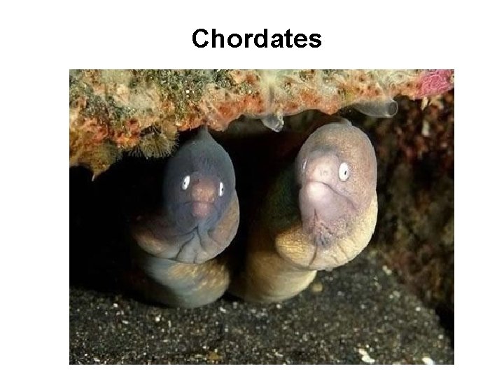 Chordates What is a chordate Members of the