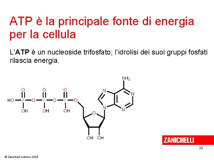1 Biochimica le biomolecole 2 Zanichelli editore 2016
