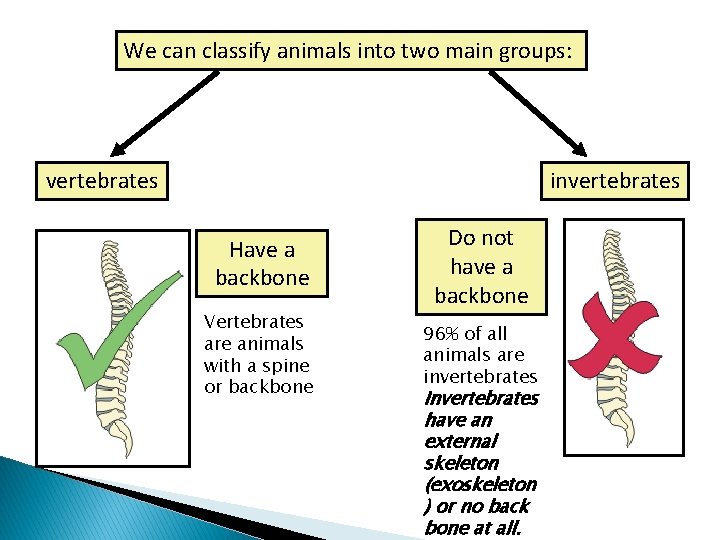 Learning Focus Introduction to vertebrates and invertebrates Success