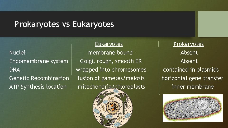 Big Idea 2 Taylor Lord AP Biology Test