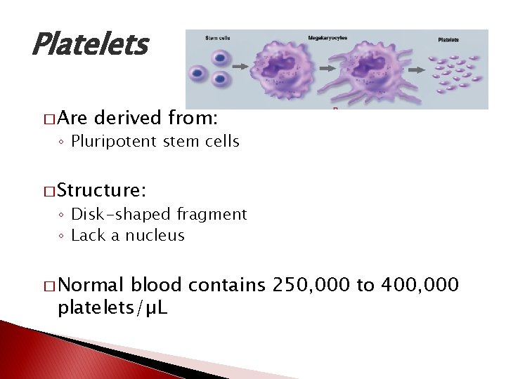 CHAPTER 14 THE CARDIOVASCULAR SYSTEM BLOOD OBJECTIVES List