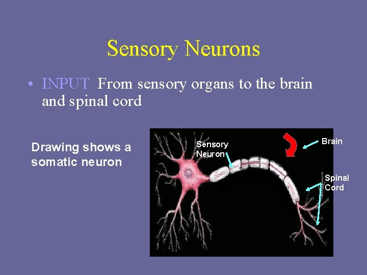 The Biological Foundations of Behavior Neuron Structure and