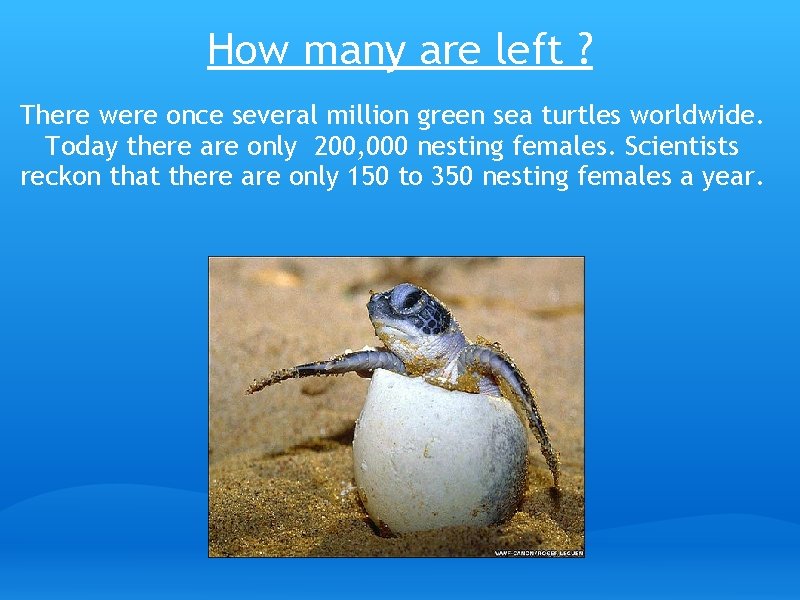 Sea Turtles By Khaya Simpson This powerpoint presentation