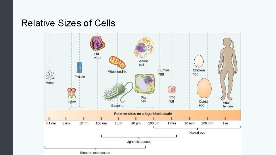 Introduction to Biology for Majors Properties of Life