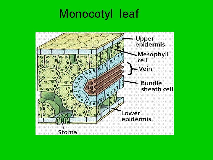 PHOTOSYNTHESIS KINDS OF ORGANISM BASED ON GETTING THE