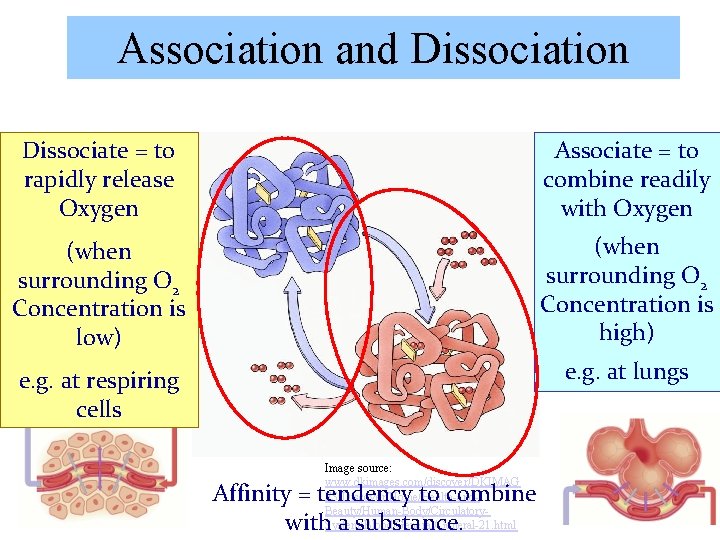 Higher Human Biology Unit 2 The continuation of