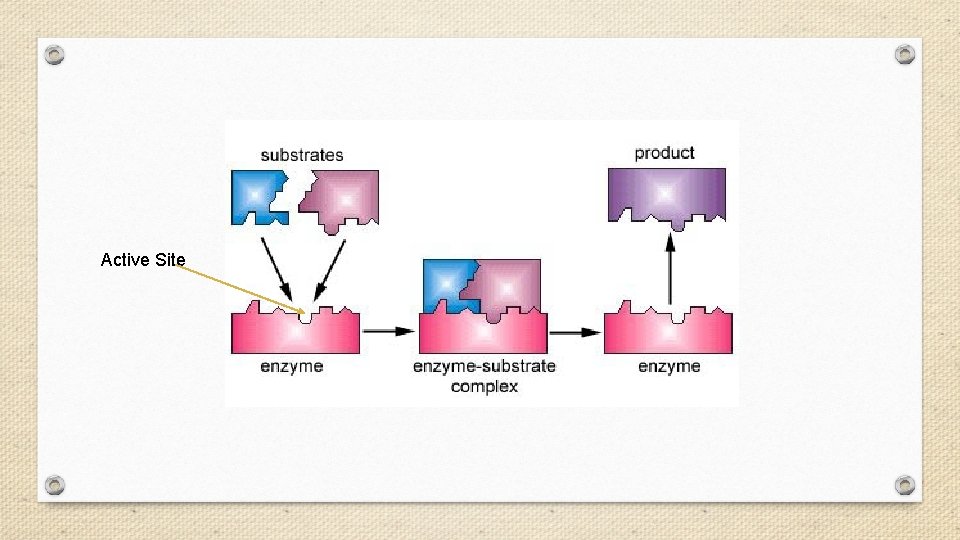 Chapter 2 The Chemistry of Life Miller Levine