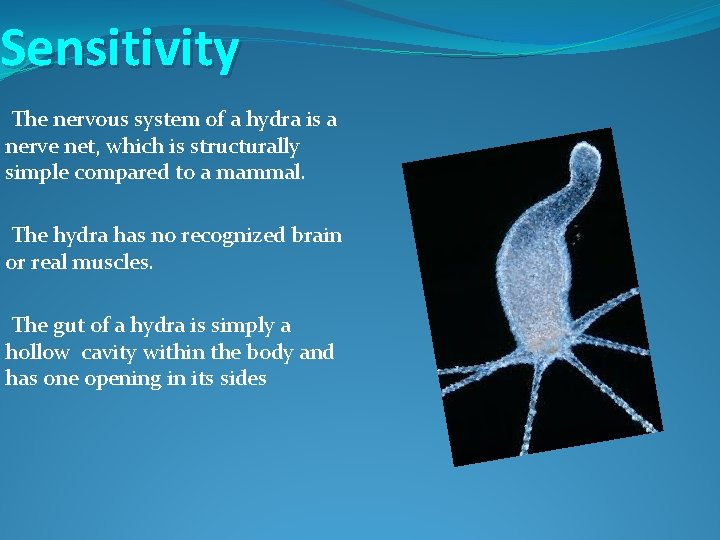 Hydra project By Theo Saigh Quinn Rogers Abigail