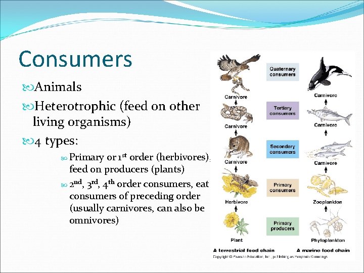 Trophic Relationships Definition Feeding connections among living organisms