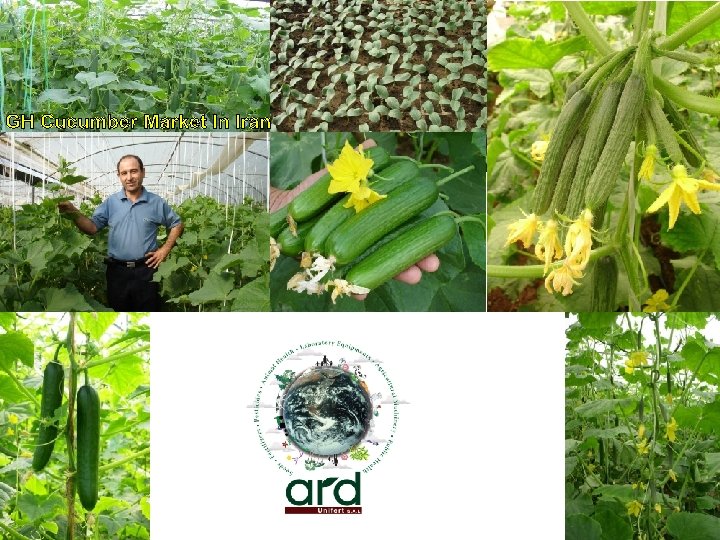 Leading Vegetable producing Provinces in Iran Iran at