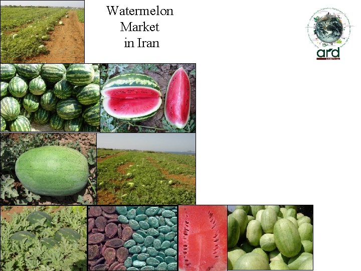Leading Vegetable producing Provinces in Iran Iran at