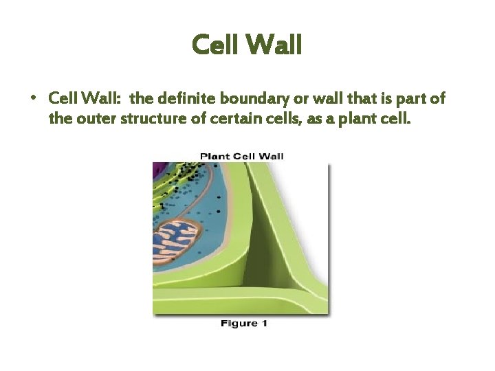 PLANT CELL BY JESSICA BRAVO Meaning Plant cell