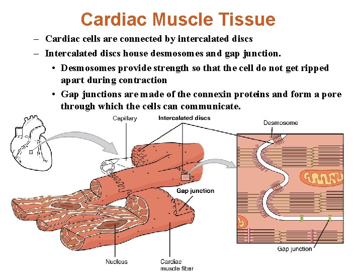 CVS HISTOLOGY Dr Nabil Khouri http anatomy kmu