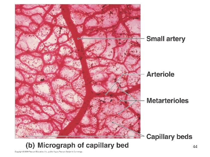 CVS HISTOLOGY Dr Nabil Khouri http anatomy kmu