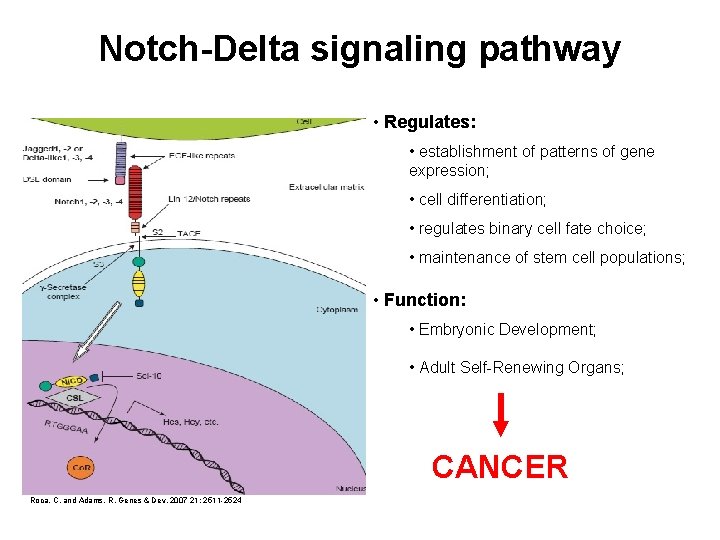Notch and Cancer IPOLISBOA CIPM Angiogenesis group Francisco