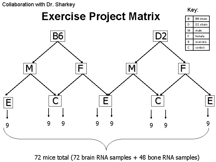 Collaboration with Dr Sharkey Key Exercise Project Matrix