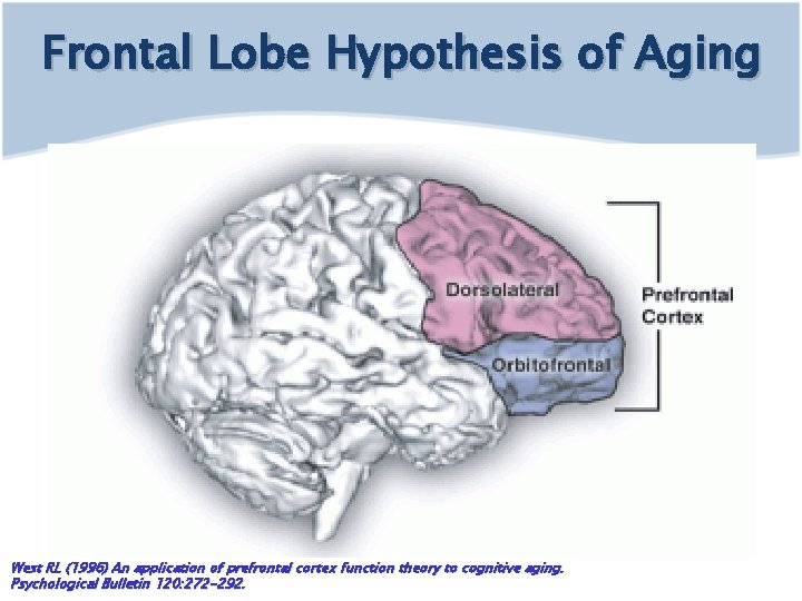 SCAMS Influencing the Aging Brain Erik Lande Ph