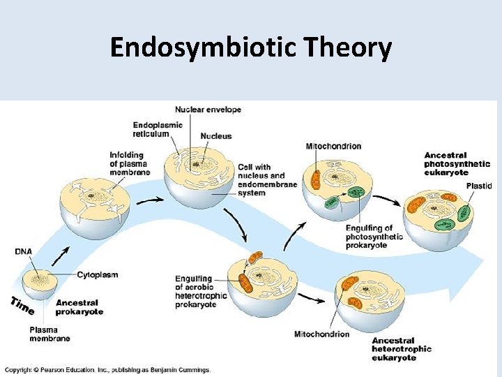 The Building Blocks of Life Cells The Cell