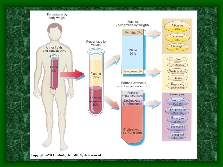 Unit 11 Blood Lymphatic System Immunity Human Anatomy