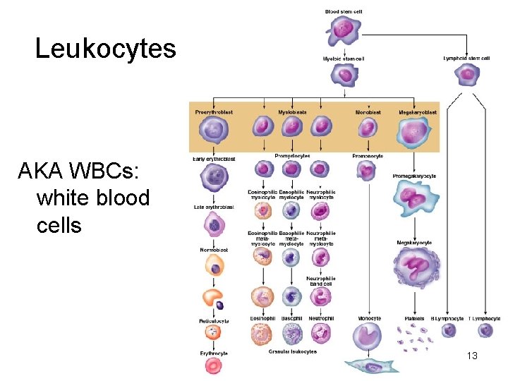 Hematology 1 Basic scheme Blood leaves the heart