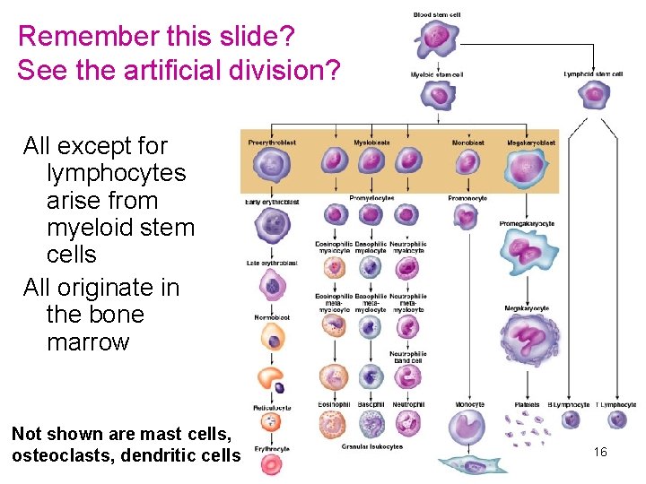 Hematology 1 Basic scheme Blood leaves the heart