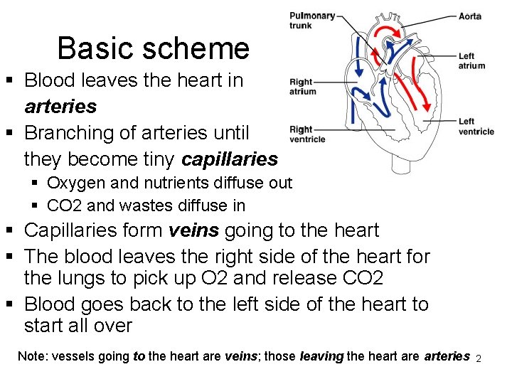 Hematology 1 Basic scheme Blood leaves the heart