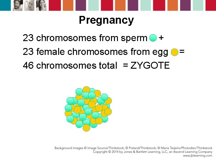 Chapter 6 Pregnancy and Childbirth Historical Dimensions Eighteenth
