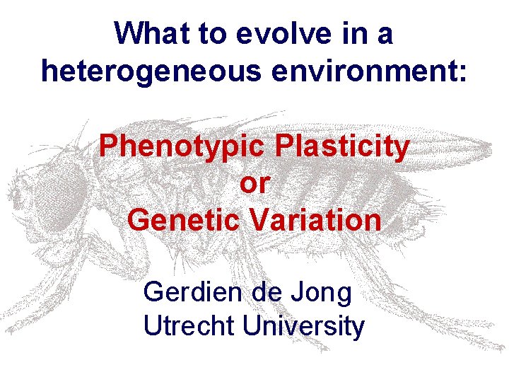 What to evolve in a heterogeneous environment Phenotypic