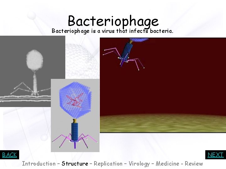 BACK NEXT WHAT IS A VIRUS BACK NEXT